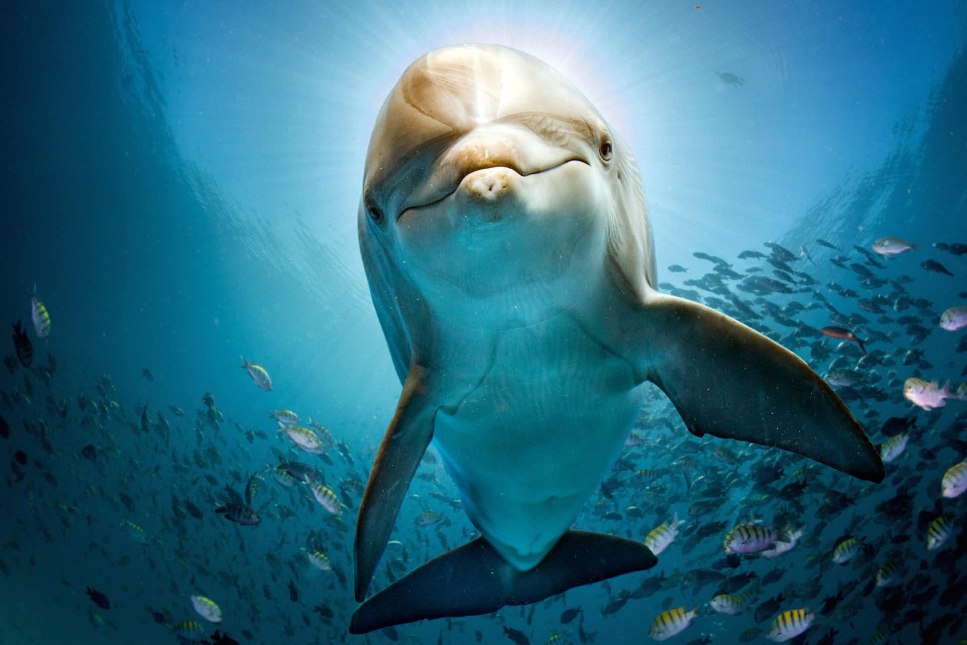 Amazing Breakthrough In Human And Dolphin Communication - DeeperBlue.com Amazing Breakthrough In Human And Dolphin Communication - DeeperBlue.com