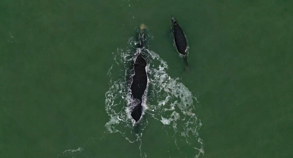 Another Right Whale Calf Seen Entangled Off Canadian Coast - DeeperBlue.com Another Right Whale Calf Seen Entangled Off Canadian Coast - DeeperBlue.com