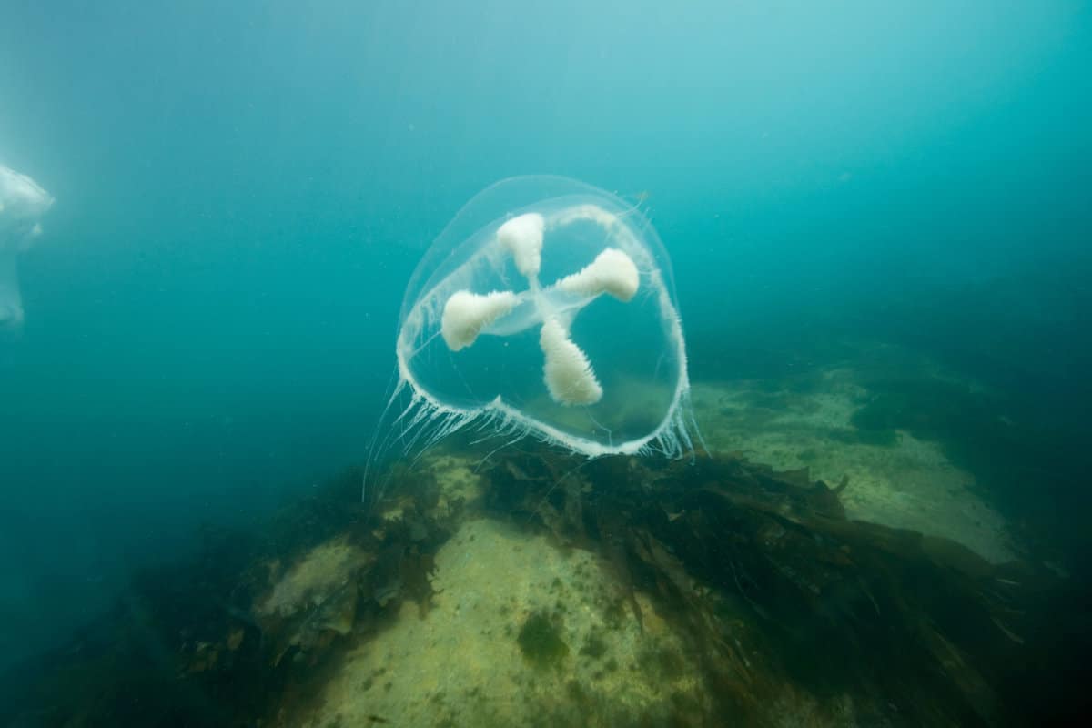 Scientists Warn Against Disturbing The Seabed To Curtail Climate Change ... Scientists Warn Against Disturbing The Seabed To Curtail Climate Change ...